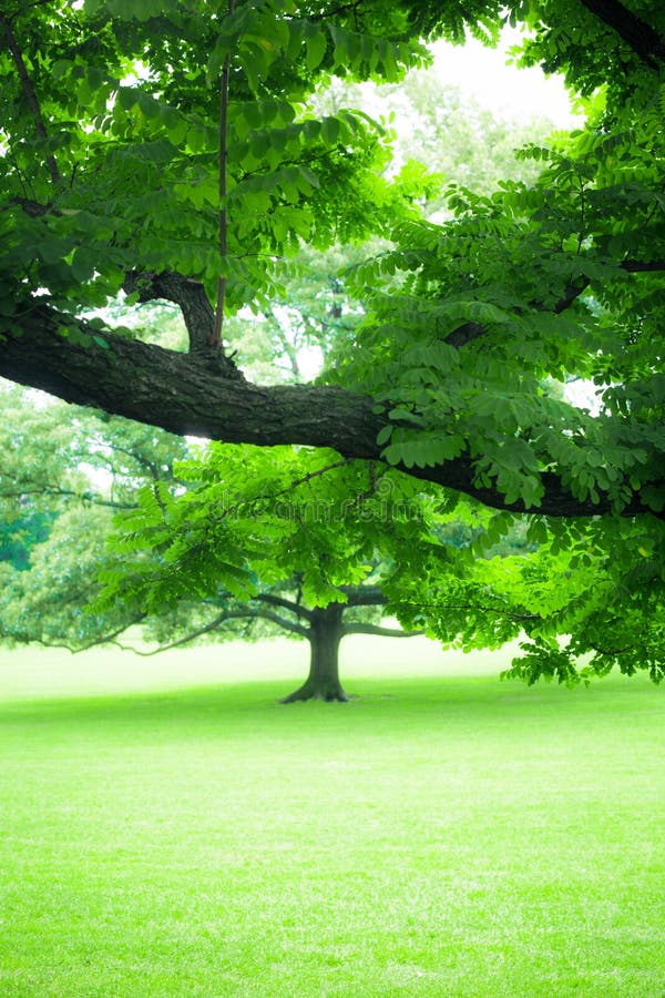 Summer Tree and Green Grass Stock Photo - Image of beautiful, lush ...