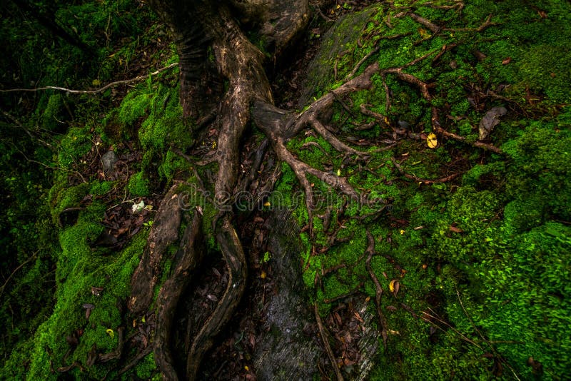Beautiful Greenery Nature in the Rainforest Stock Photo - Image of life ...