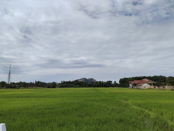 A Beautiful Greenery Paddy Fields at the Village Stock Image - Image of ...