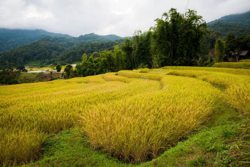 Beautiful Greenery Rice Field from Mountain View Stock Image - Image of ...