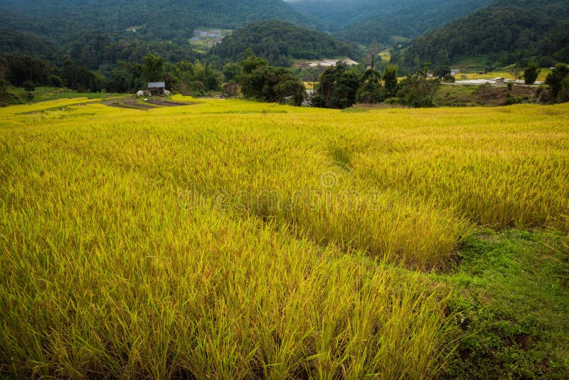 Beautiful Greenery Rice Field from Mountain View Stock Image - Image of ...