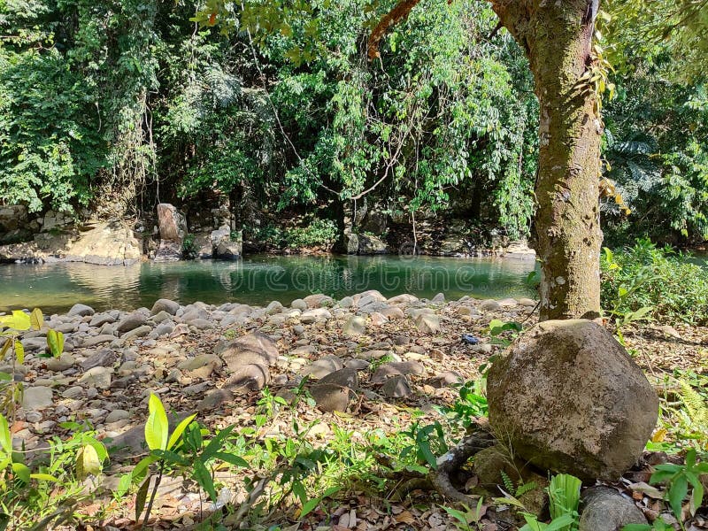 Beautiful Greenery of the River in the Forest . Stock Photo - Image of ...