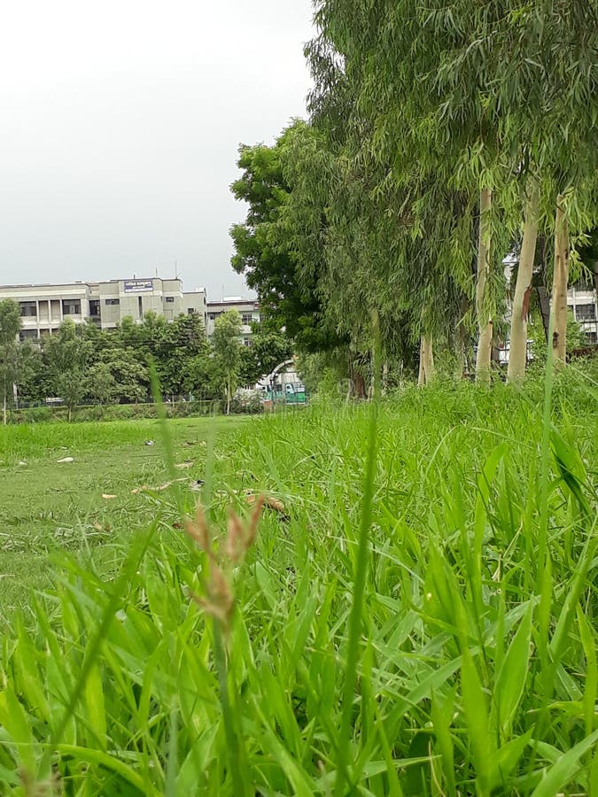 Beautiful Greenery Tree in a Play Ground Stock Image - Image of ...