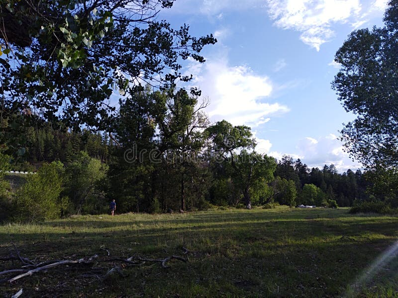 Beautiful Greenery in the Trees Stock Photo - Image of greenery ...