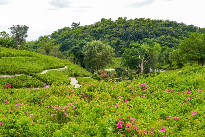 Beautiful Greenery View in the Park Stock Photo - Image of scenery ...