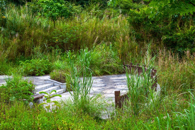 Beautiful Greenery View in the Park Stock Photo - Image of flower ...
