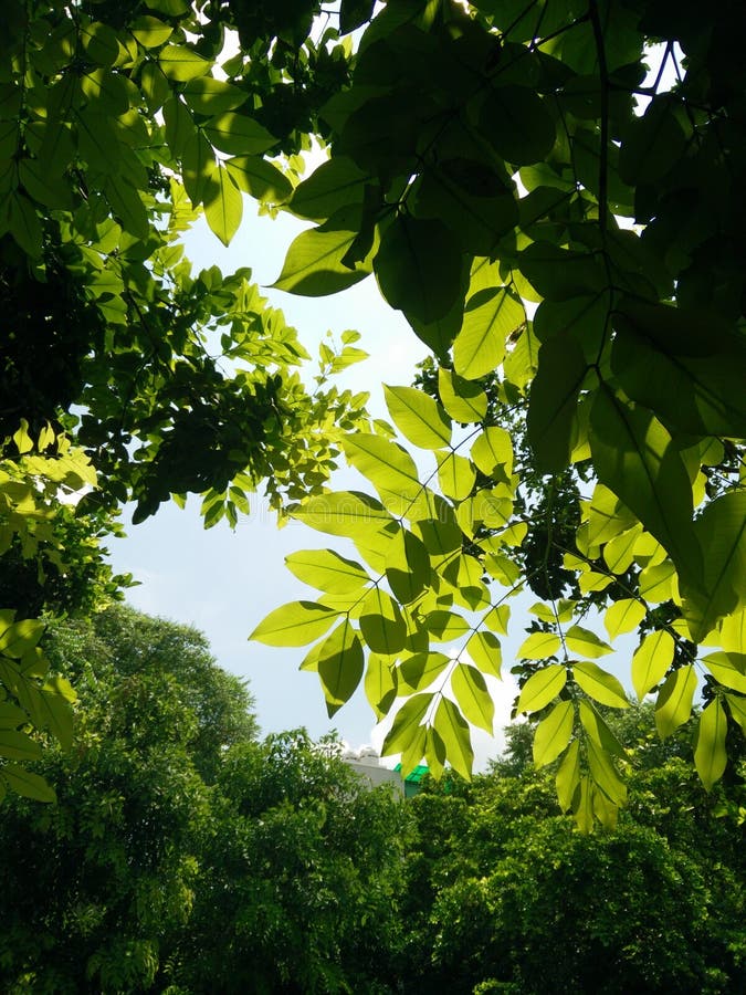 Beautiful Greenery View of Trees and Leaf Stock Image - Image of nature ...