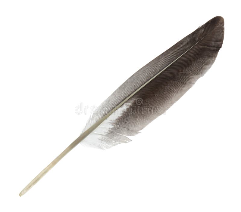 Beautiful Grey Bird Feather Isolated on White Stock Image - Image of ...