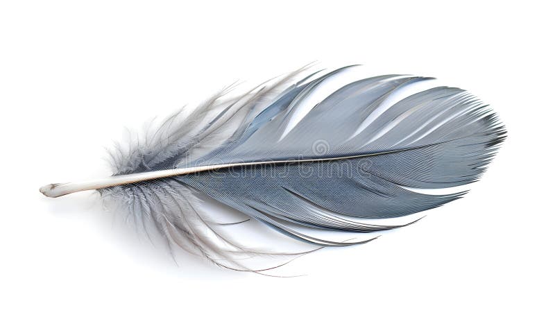 Beautiful Grey Bird Feather Isolated on White Stock Image - Image of ...