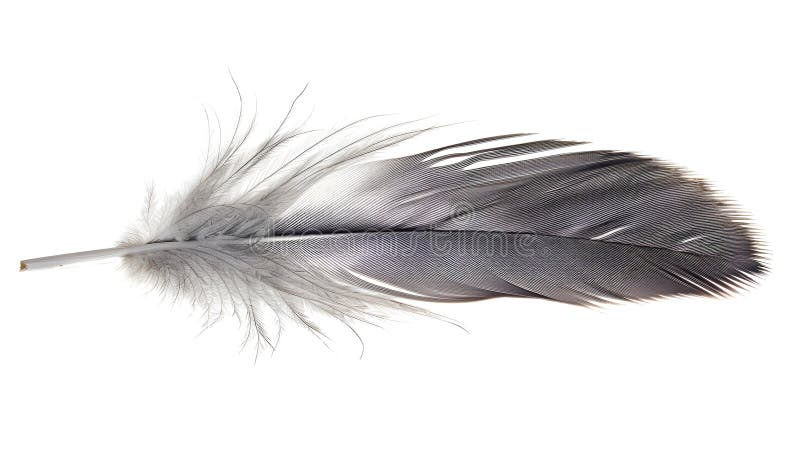 Beautiful Grey Bird Feather Isolated on White Stock Image - Image of ...