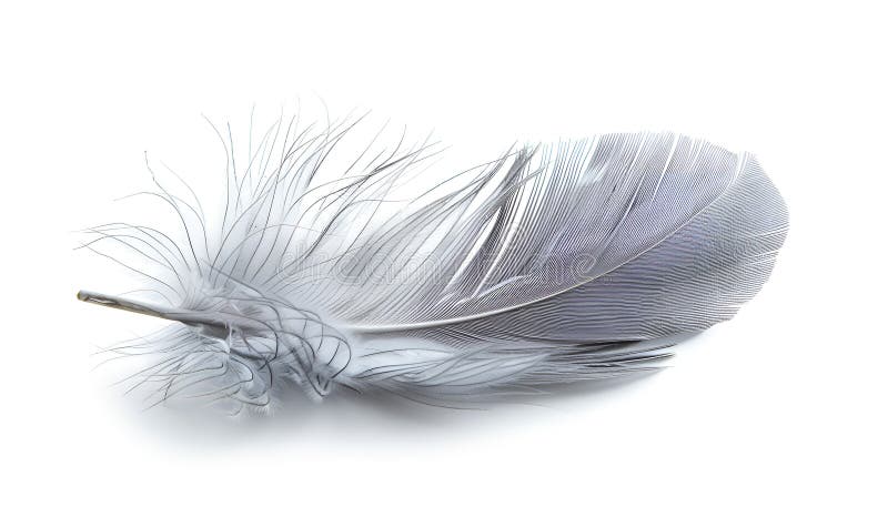 Beautiful Grey Bird Feather Isolated on White Stock Photo - Image of ...
