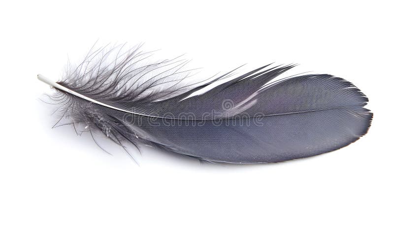 Beautiful Grey Bird Feather Isolated on White Stock Photo - Image of ...