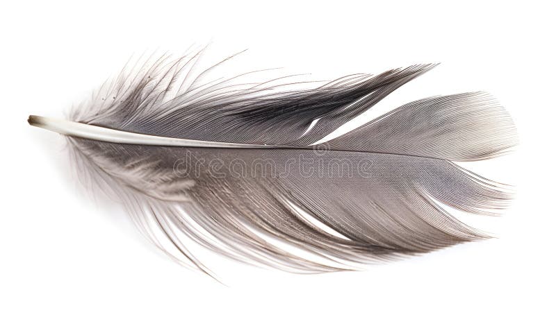 Beautiful Grey Bird Feather Isolated on White Stock Photo - Image of ...