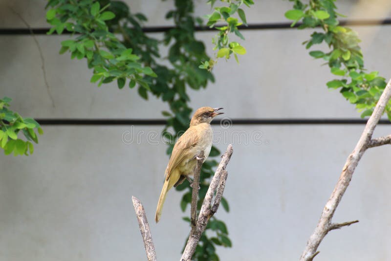 Beautiful Grey Bird Perching on Branches Stock Photo - Image of asia ...