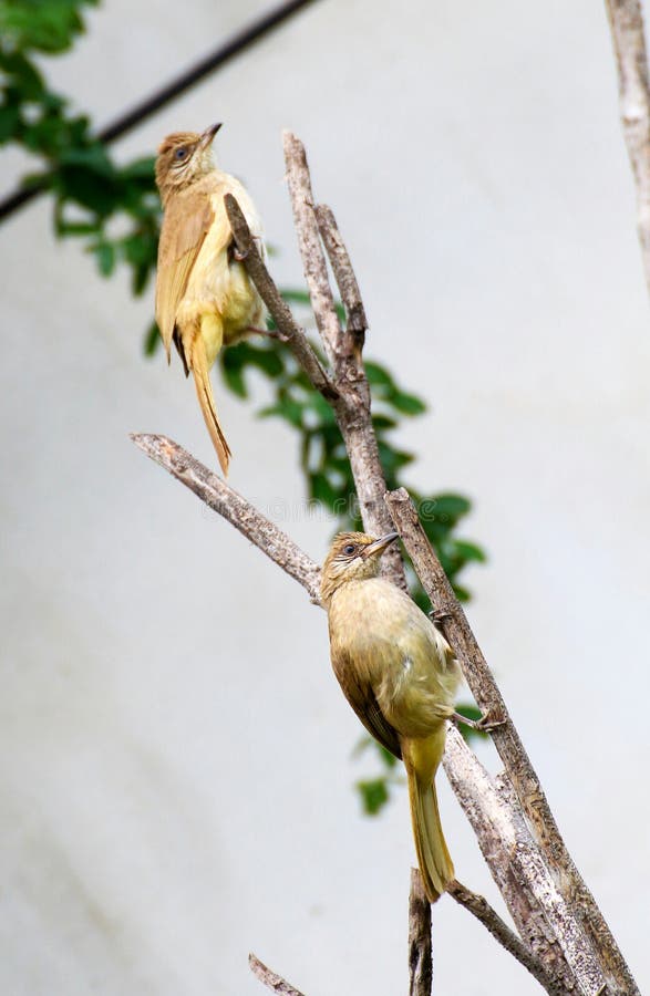 Beautiful Grey Bird Perching on Branches Stock Photo - Image of small ...