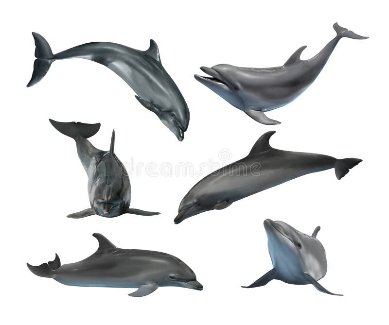 137 Dolphin Collage Stock Photos - Free & Royalty-Free Stock Photos ...