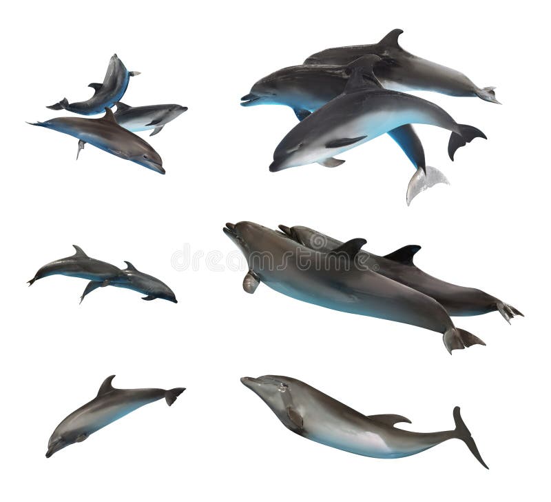 135 Dolphin Collage Stock Photos - Free & Royalty-Free Stock Photos ...