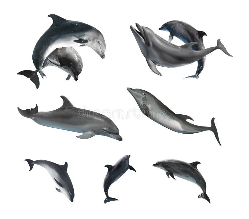 135 Dolphin Collage Stock Photos - Free & Royalty-Free Stock Photos ...