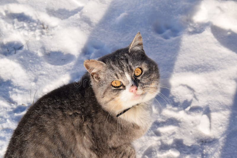 Beautiful grey cat. stock image. Image of young, expression - 135470109