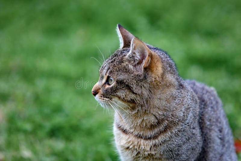 Beautiful grey cat stock photo. Image of park, feline - 202833976