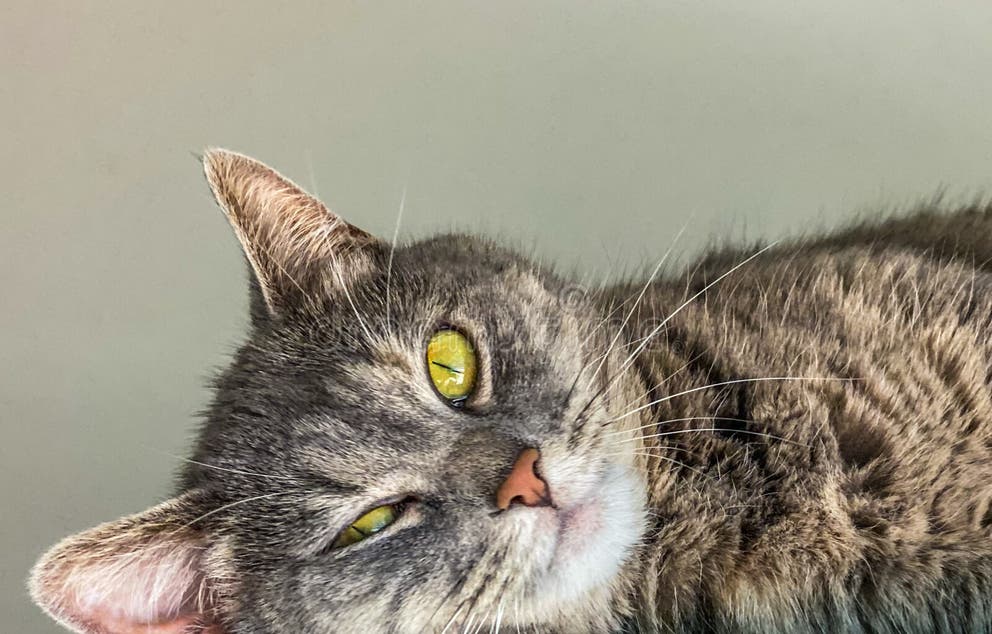 Cat nap stock image. Image of whiskers, eyes, beautiful - 320728761