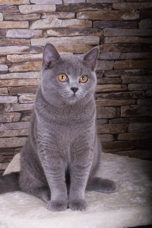 A Beautiful Grey Cat is Sitting on the Scratching Post in Front of a ...