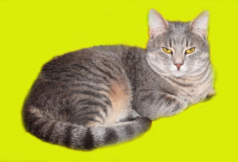 Beautiful Grey Cat Whit Yellow Eyes Stock Image - Image of sweet, love ...