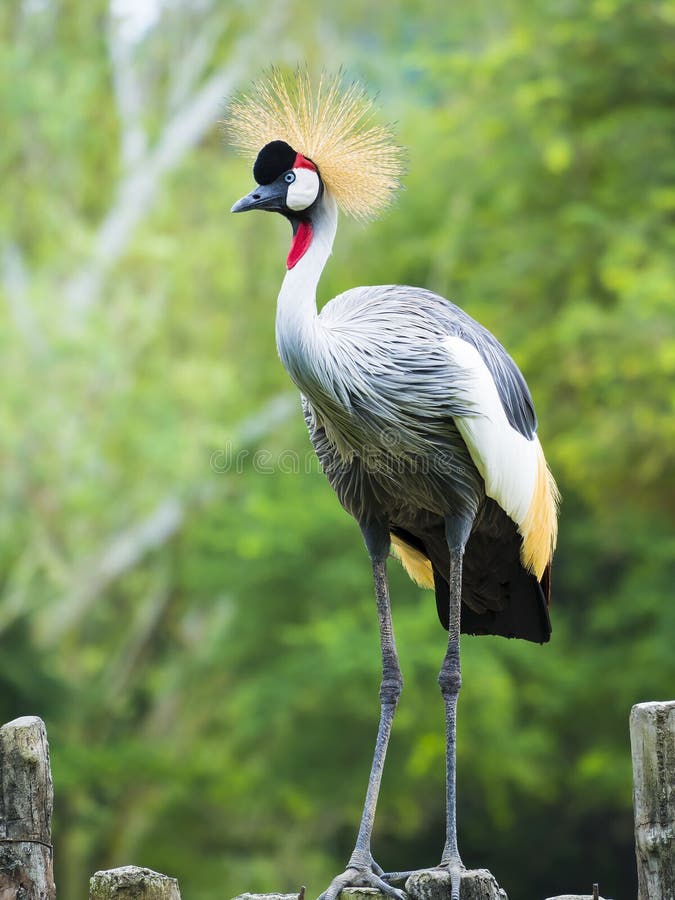 Beautiful Grey Crowned Crane Bird Stock Image - Image of portrait ...