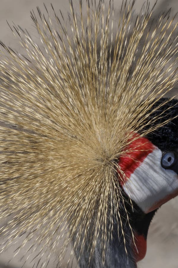 Beautiful Grey Crowned Crane with Blue Eye and Red Wattle Stock Image ...