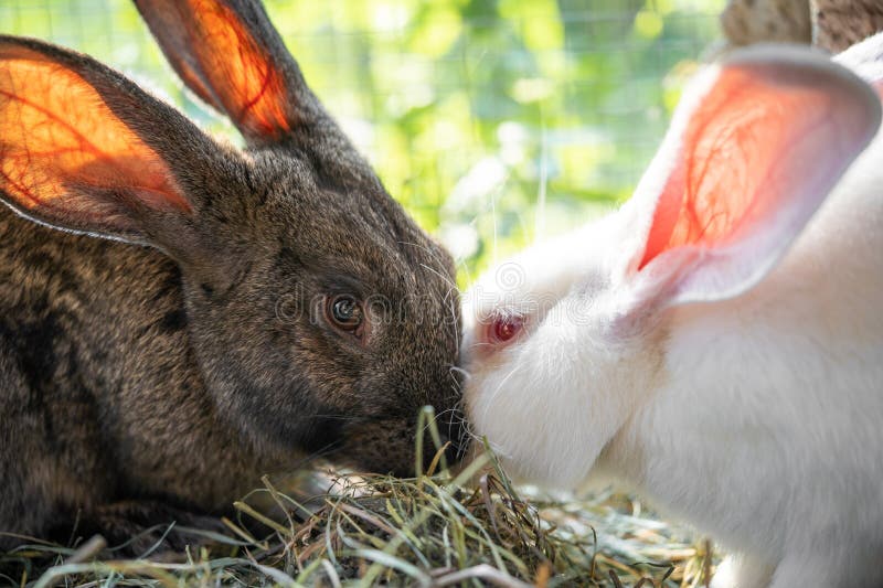 A Beautiful Grey Domestic Rabbit is Grazing and Walking in the ...