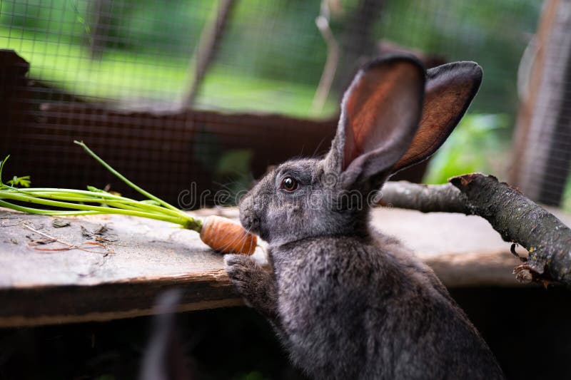 A Beautiful Grey Domestic Rabbit is Grazing and Walking in the ...