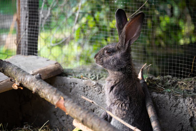 A Beautiful Grey Domestic Rabbit is Grazing and Walking in the ...