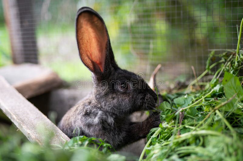 A Beautiful Grey Domestic Rabbit is Grazing and Walking in the ...