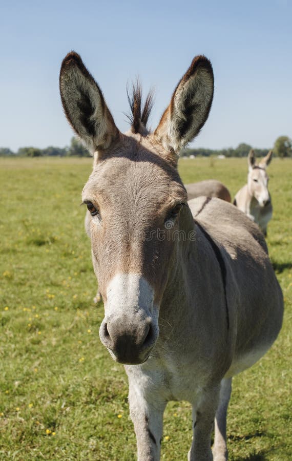 Beautiful Grey Donkey Looking at Camera Stock Photo - Image of donkey ...