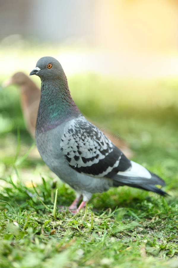 Beautiful Grey Dove on Green Grass Outdoors Stock Photo - Image of ...