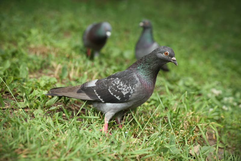 Beautiful Grey Doves on Green Grass Outdoors Stock Photo - Image of ...
