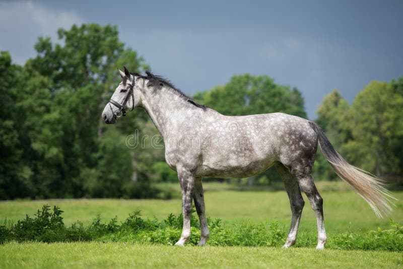 Beautiful Grey Dutch Warmblood Horse on a Field Stock Photo - Image of ...