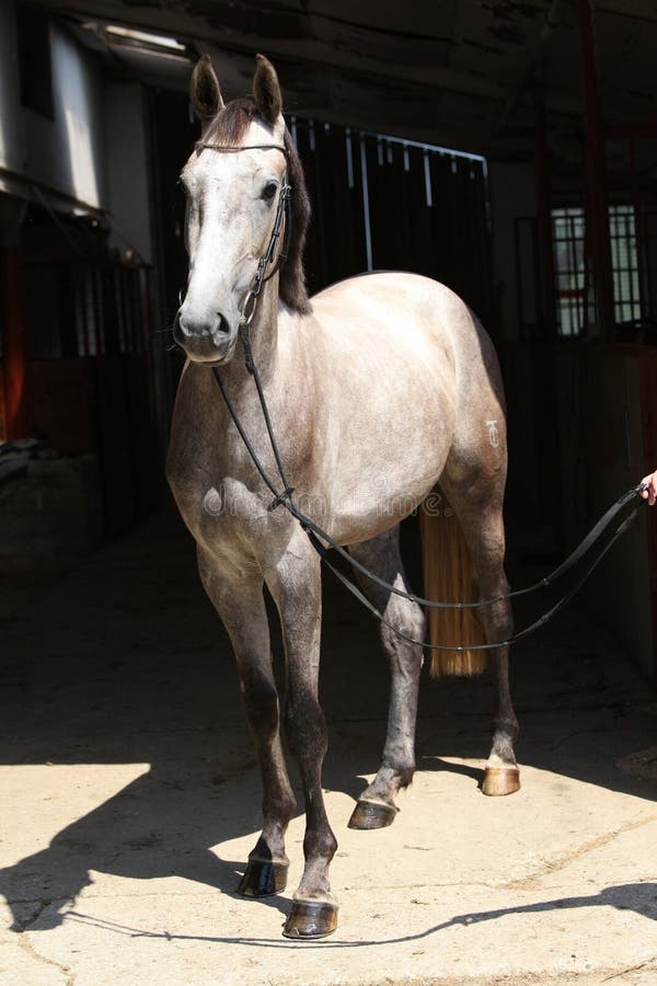 Beautiful Grey Horse Standing in Front of the Stable Stock Photo ...