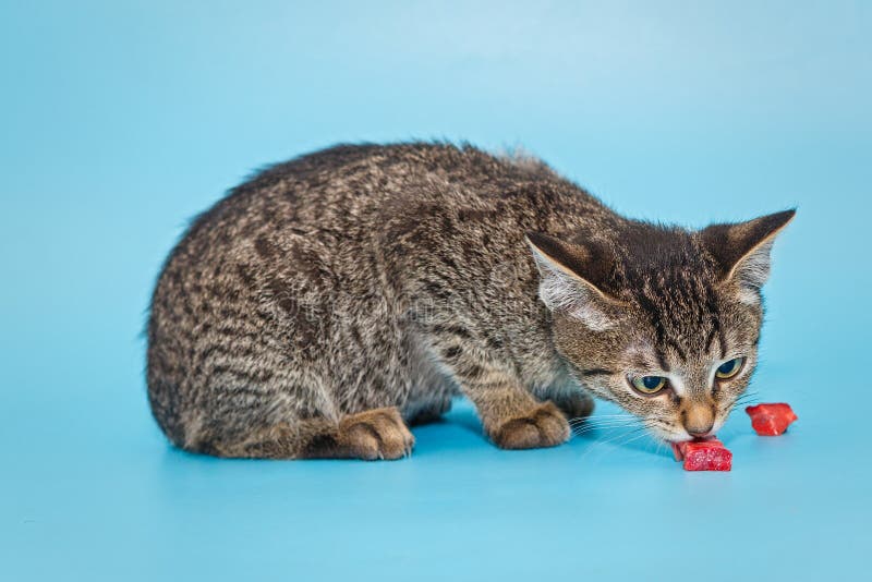 Beautiful Grey Kitten Eating Meat Stock Image - Image of grey, domestic ...