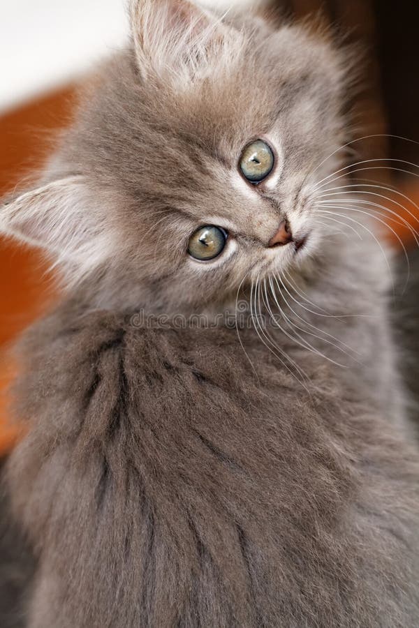 Beautiful grey kitten stock photo. Image of pretty, furry - 53254116