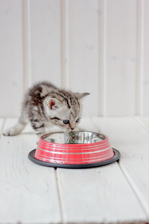 Beautiful Grey Kitten Near the Empty Cat Bowl. Stock Photo - Image of ...