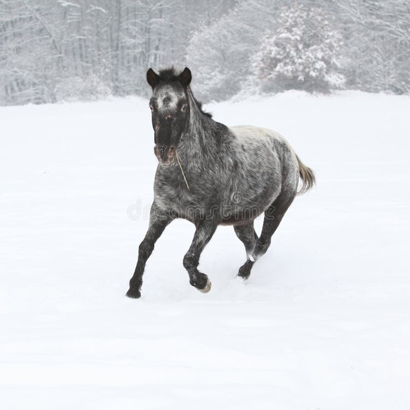 Grey Pony with Black Friesian Horse Stock Image - Image of inaction ...