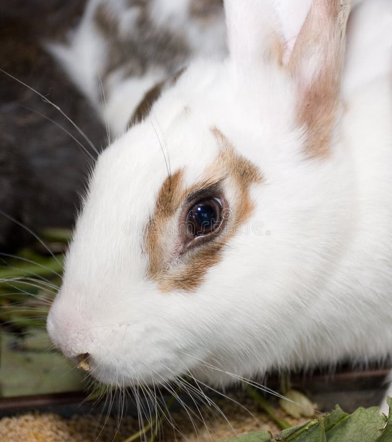 Beautiful Grey Rabbit in a Cage. Stock Image - Image of cowardly ...