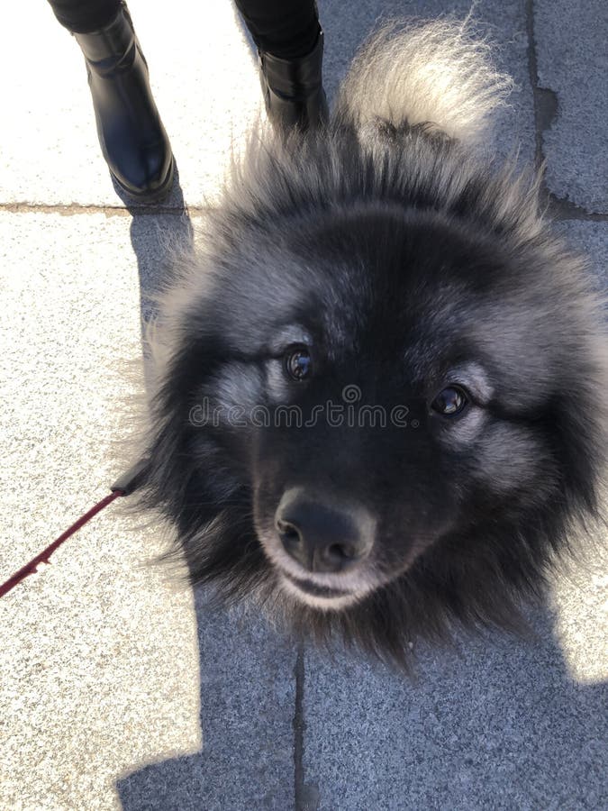 Beautiful Grey Spitz on the Street Stock Image - Image of purebred ...