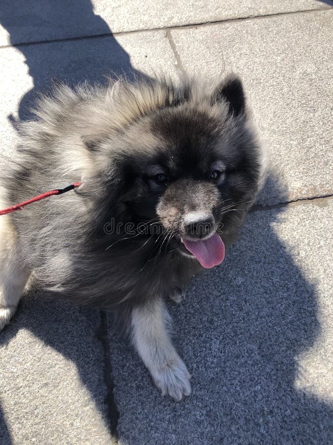 Beautiful Grey Spitz on the Street Stock Photo - Image of brown ...