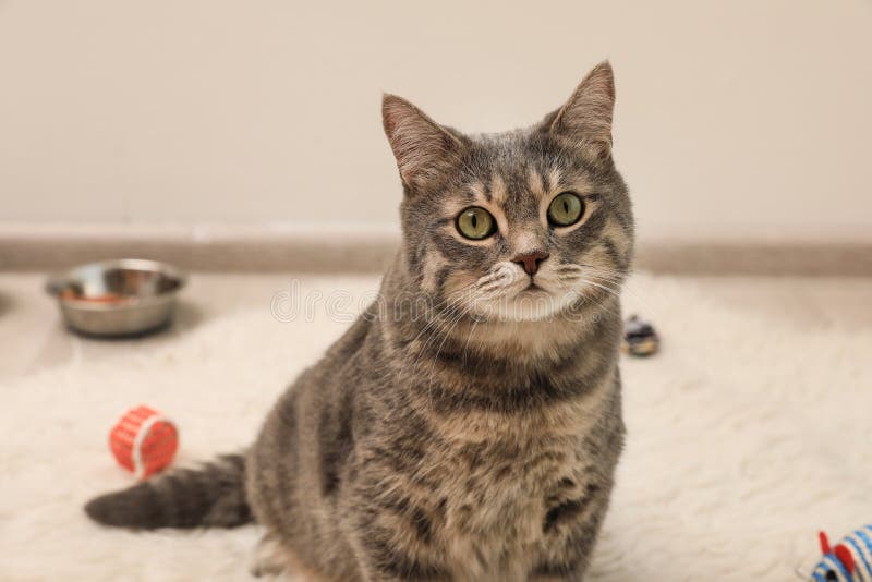 Beautiful Grey Tabby Cat on Carpet at Home. Cute Pet Stock Photo ...