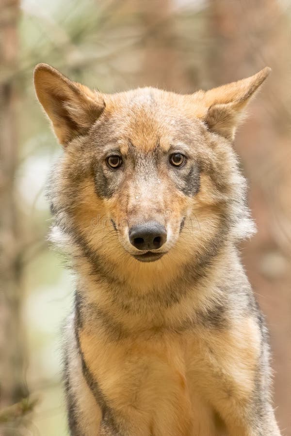 Beautiful grey wolf stock image. Image of game, beautiful - 241452503