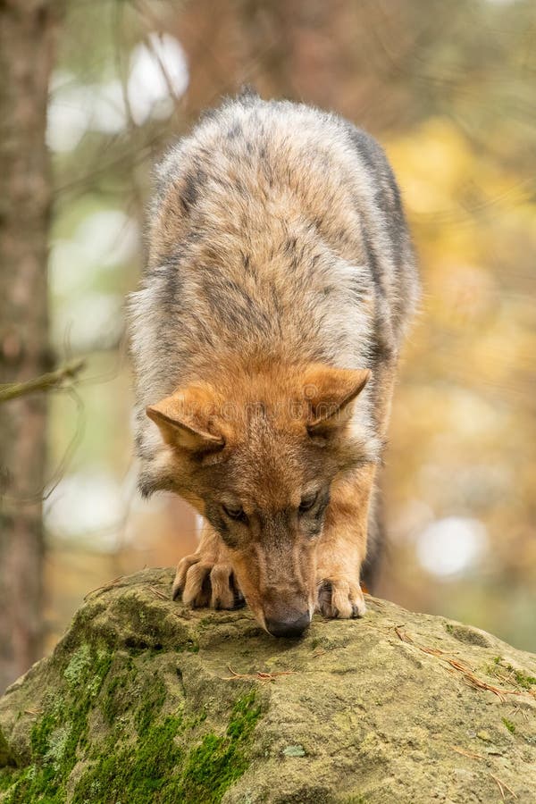 Beautiful grey wolf stock image. Image of mystic, lonely - 241452511