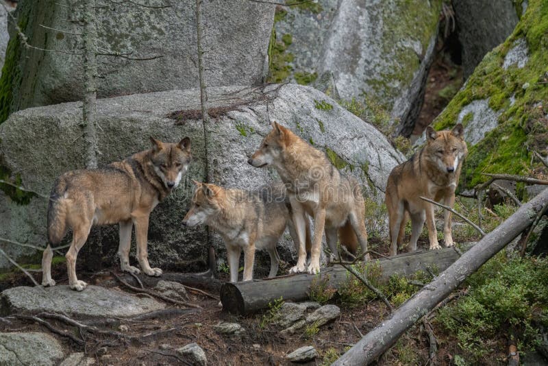 Beautiful grey wolf stock image. Image of canis, clever - 241452585