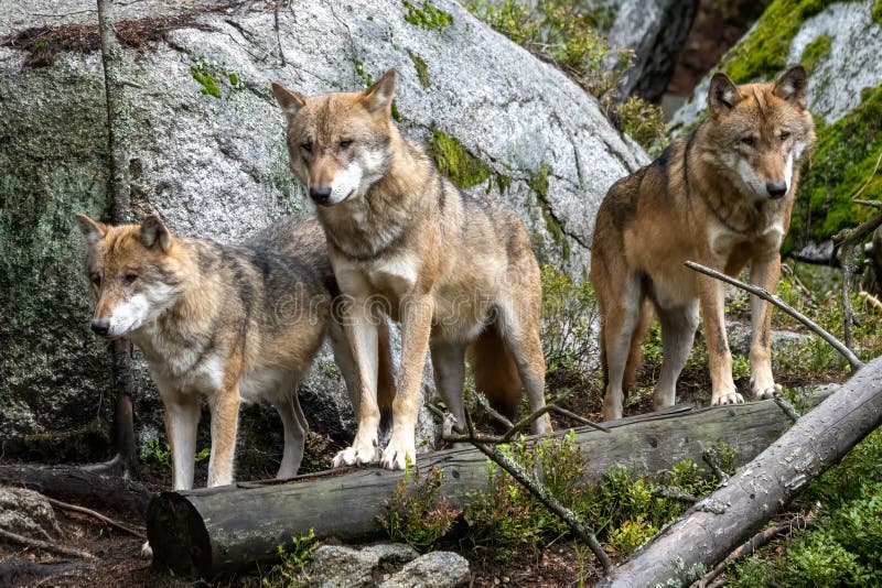 Beautiful grey wolf stock image. Image of howl, life - 241452589